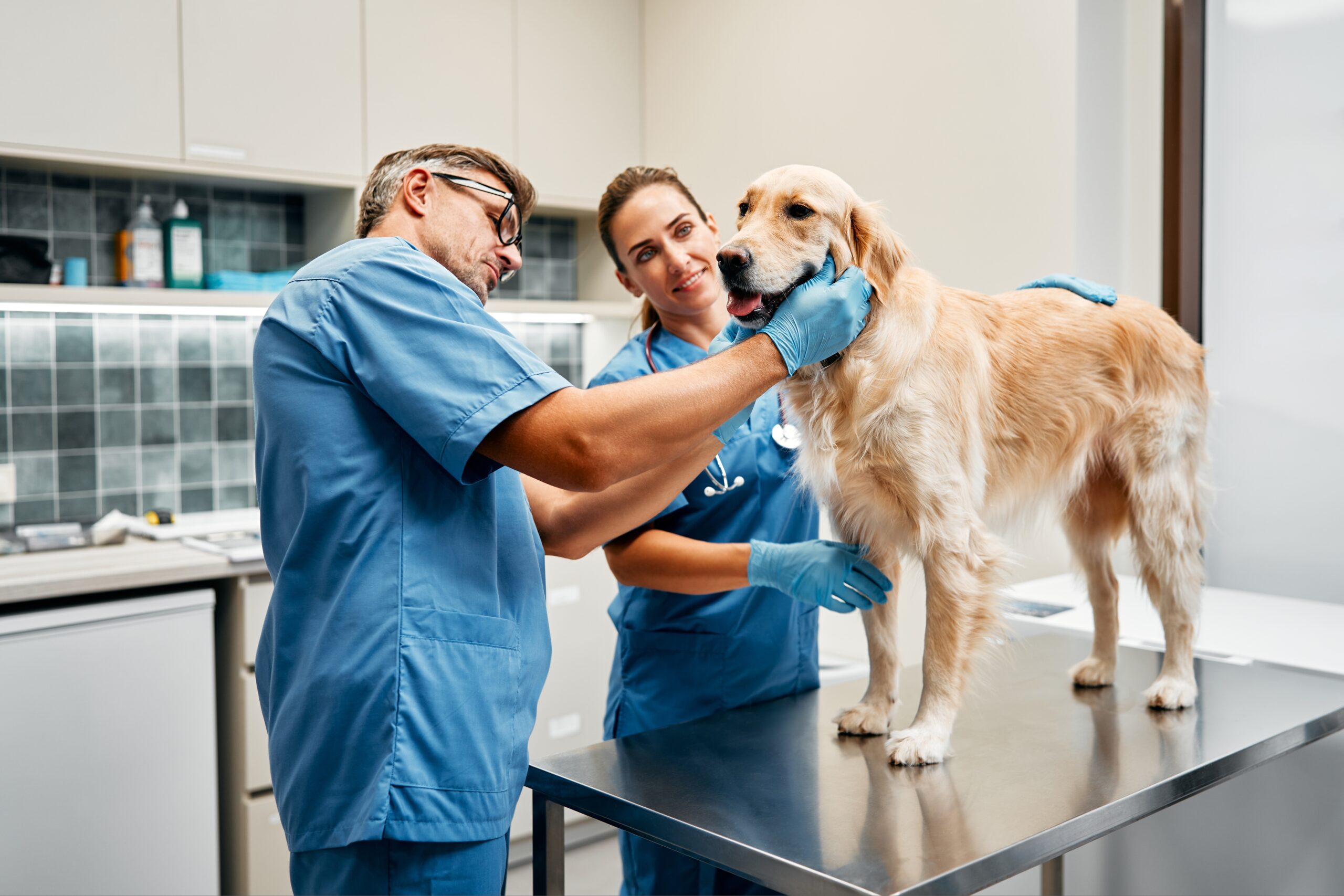 Veterinary Medicine - NVHealthForce